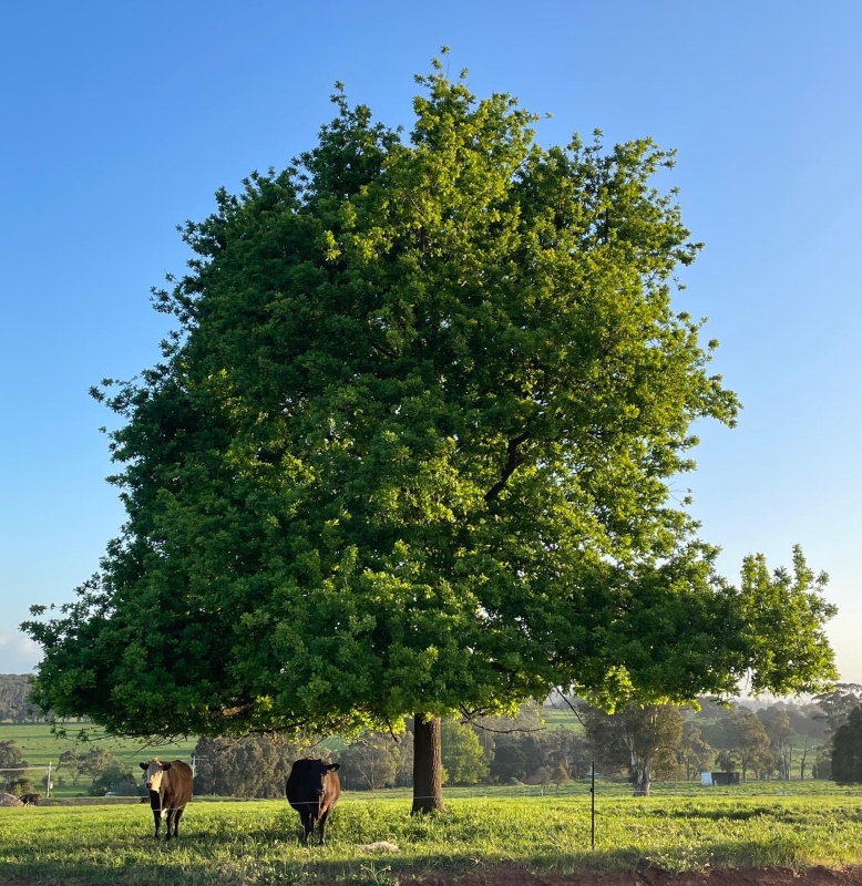 [Land] Lot 273 @ Drouin Fields Estate - Drouin | OpenLot